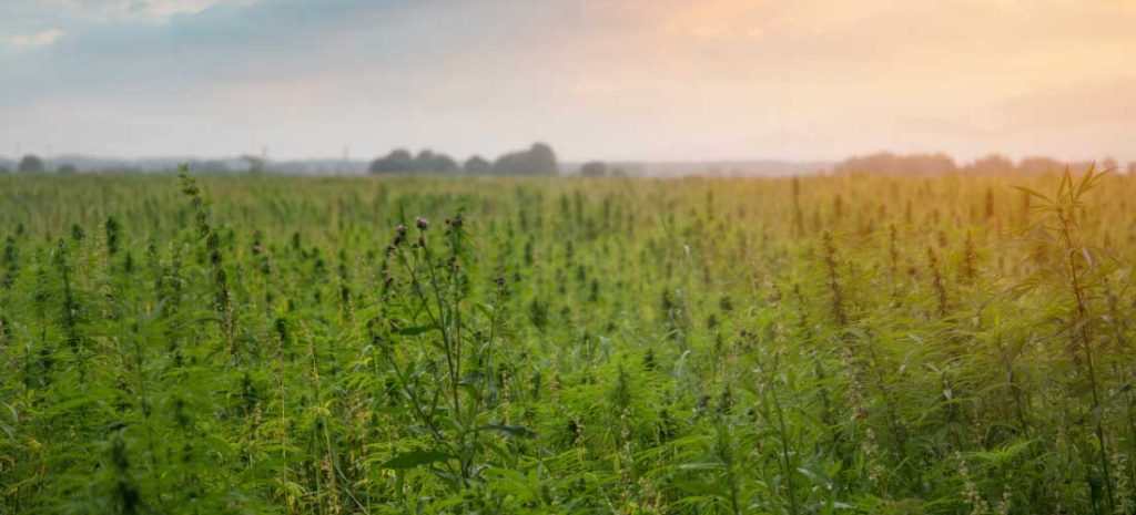 Environmental impact of growing hemp